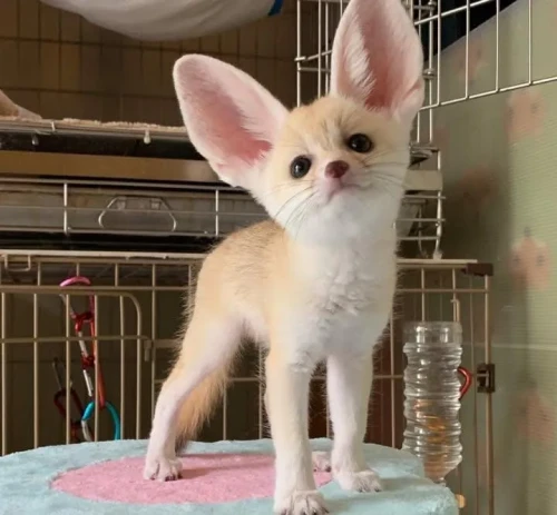 Trained Fennec fox (few weeks old)
